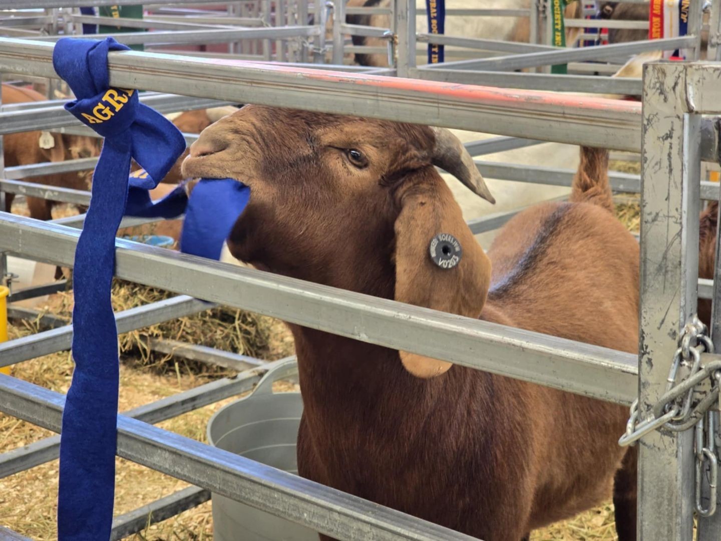 149th Annual Shepparton Show | Shepparton & Goulburn Valley